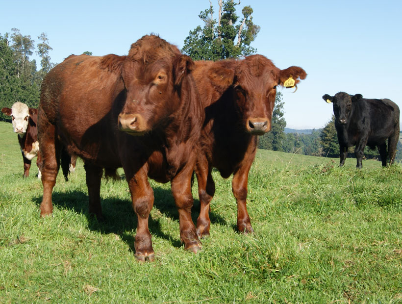 Entidades públicas y privadas buscan potenciar la marca “Novillo de Osorno”