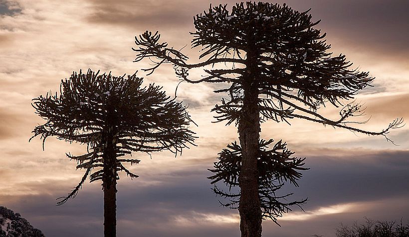 Autoridades fiscalizan extracción de Piñones en Curarrehue | soychile.cl