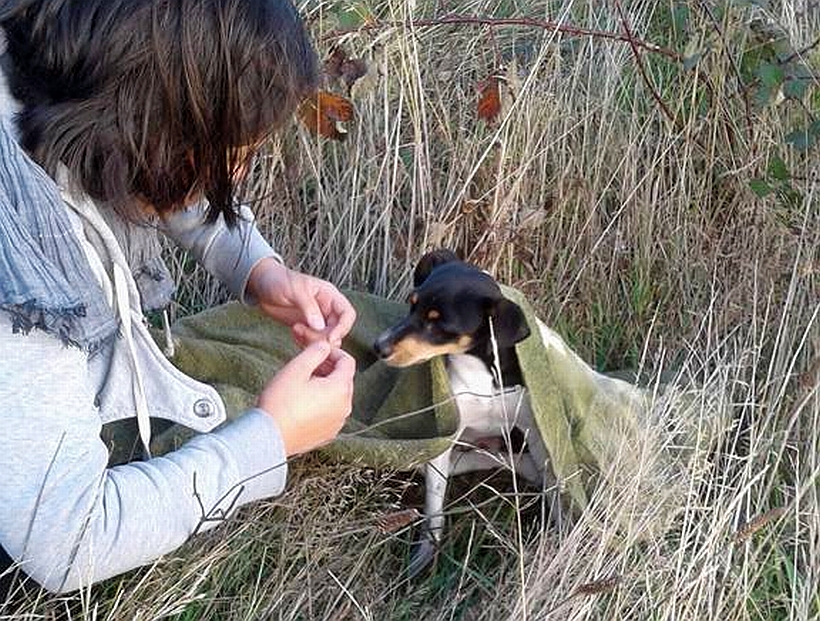 Perro resultó quemado al salvar a sus amos en un incendio y piden ...