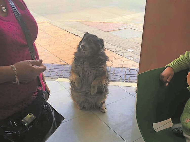 Perrito callejero de Calama pide comida sentado y con las patas a los ...