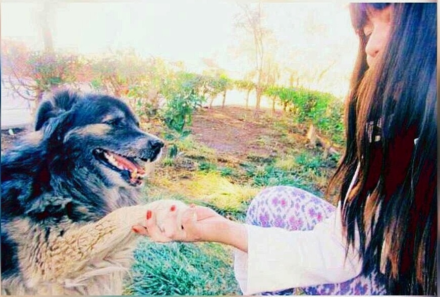 Calameños se fotografían con popular perrito callejero que pide comida ...