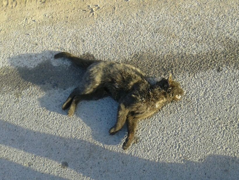 Preocupación: ya van 50 gatos muertos en Caldera | soychile.cl