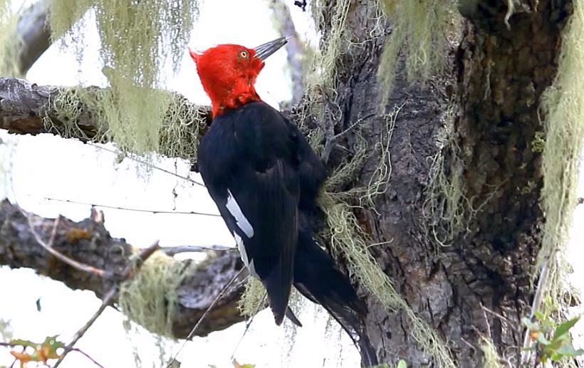 Taller de Conaf busca conservar el habitat del pájaro carpintero negro ...