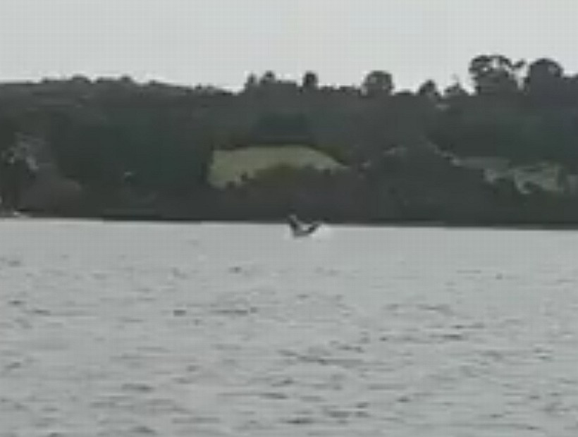 Marinos avistan una ballena jorobada en aguas quemchinas
