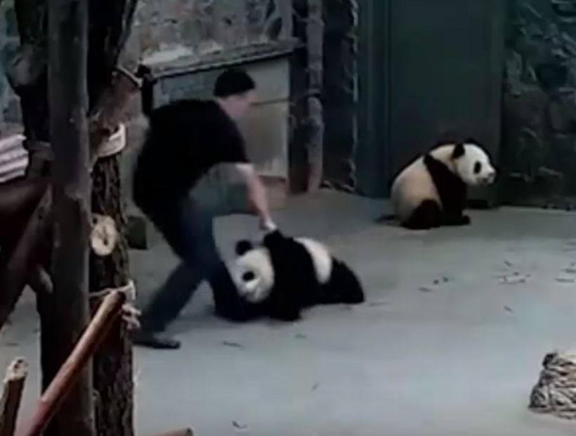 Un video con maltratos a pandas en un zoo de China desata polémica