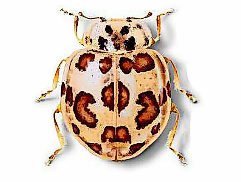 Descubren nueva especie de “chinita” que habita en la región de Atacama