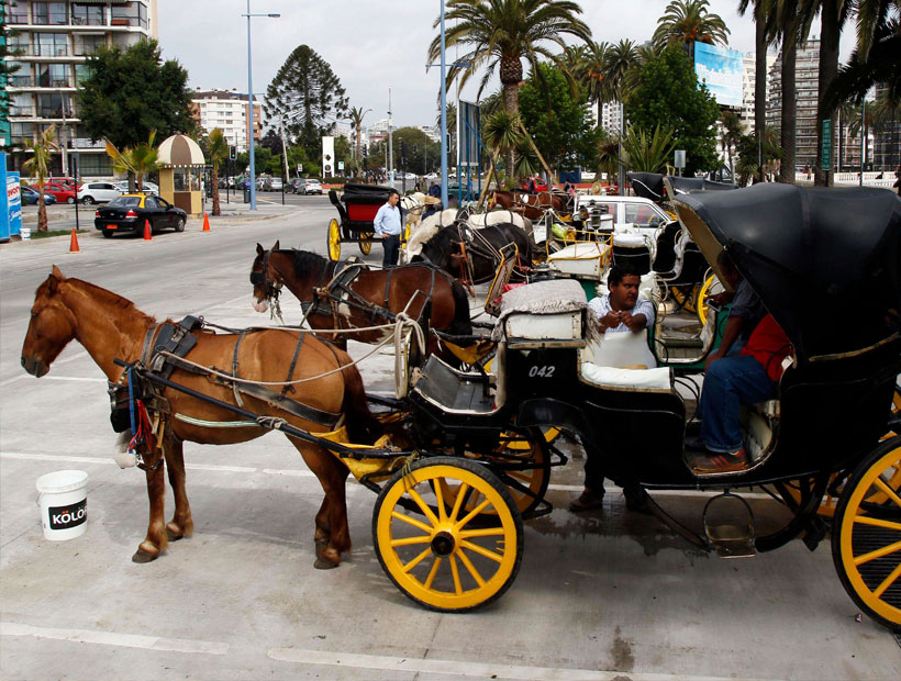 Animalistas y cocheros de Viña a la espera de consulta ciudadana por ...