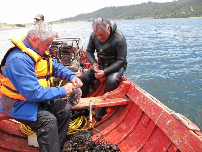 Detectaron niveles de subtóxicos en locos de la caleta de Huiro