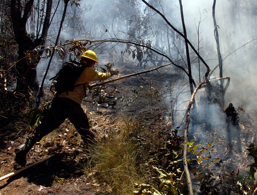 En Total 119 Hectáreas Han Sido Arrasadas Por Los Incendios Forestales