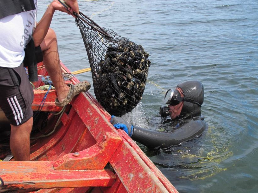 Encuentran niveles de toxicidad de loco en la caleta de Huiro
