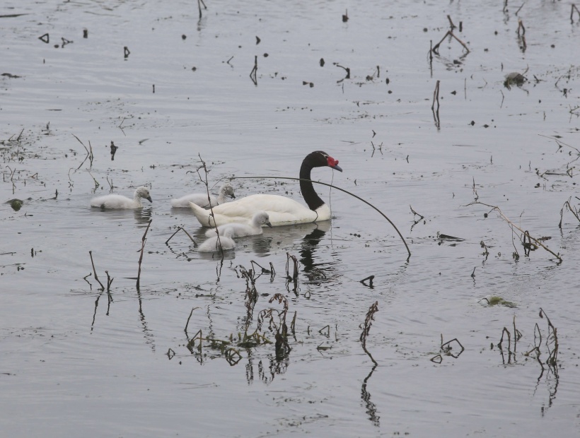 Vecinos de isla Huar se unen para proteger sus humedales