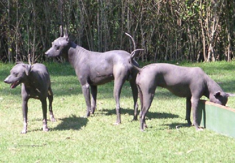 Los mayas empezaron a criar y vender perros hace unos 2.500 años ...