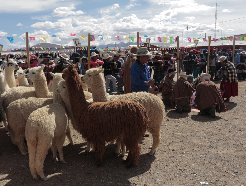 [VIDEO] El altiplano de Arica es el escenario del 7ª Festival de la ...