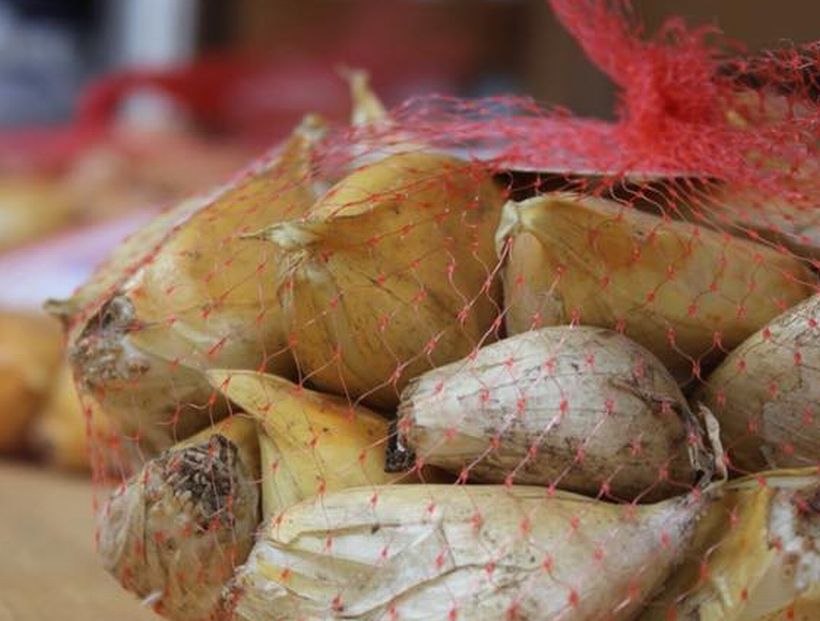 Punta Chilen invita a vivir la fiesta del ajo chilote