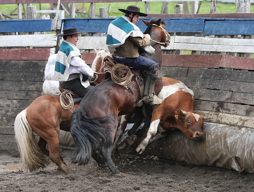 Castro será sede de rodeo de criadores de caballos de Chiloé