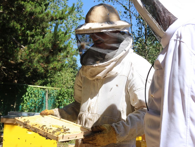 Puerto Montt cuenta con el Primer Apiario Municipal de Chile y se ...