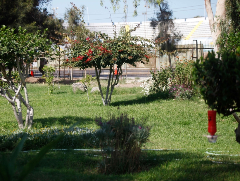 Balance de áreas verdes de Arica indica que aumentó la superficie de ...