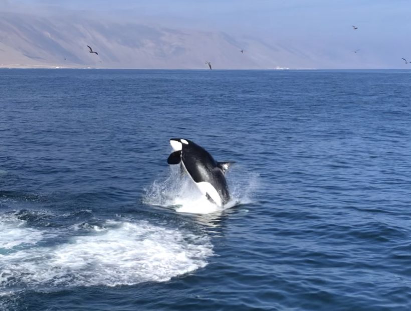 Joven pescador registra el momento en que una manada de orcas nadaba ...