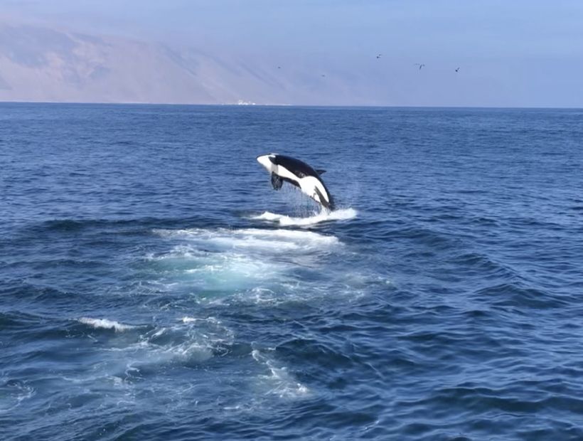 Joven pescador registra el momento en que una manada de orcas nadaba ...
