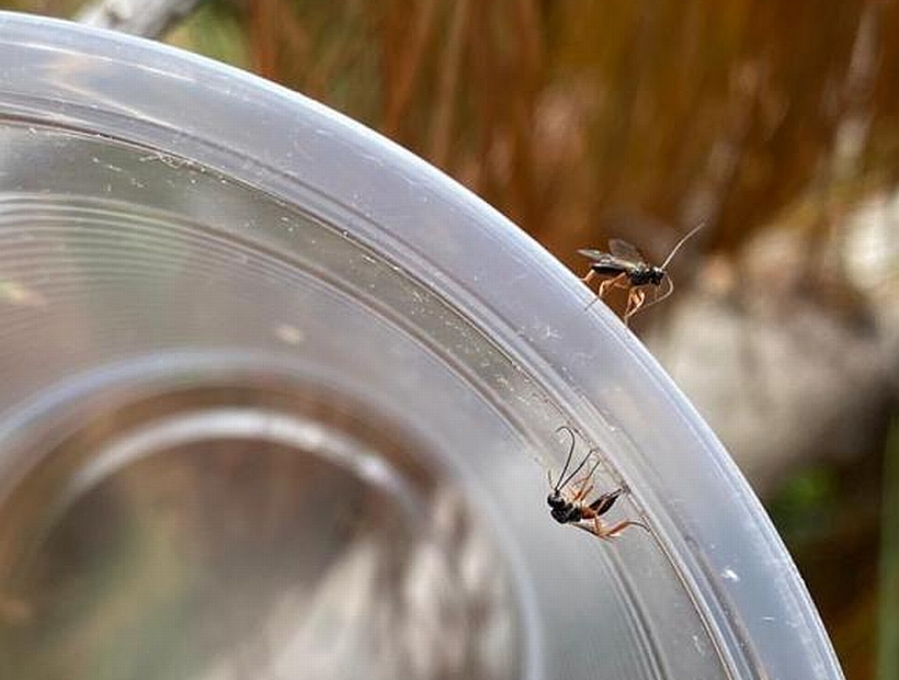 Utilizan controlador biológico en la Región de Los Lagos para combatir ...