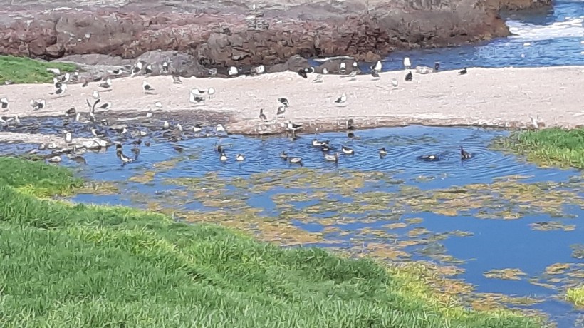 Cierran acceso vehicular hacia Humedal La Chimba en Antofagasta