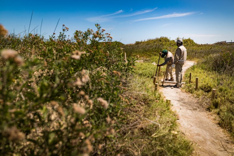 Municipalidad de Arica delimita senderos en el Humedal para facilitar y ...