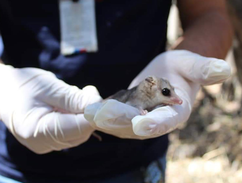 [FOTOS] Encuentran y trasladan especies de yacas hasta el sector La ...