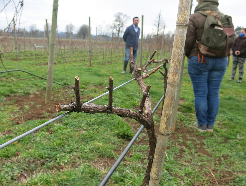 Viña de Frutillar realiza primera “poda con respeto”