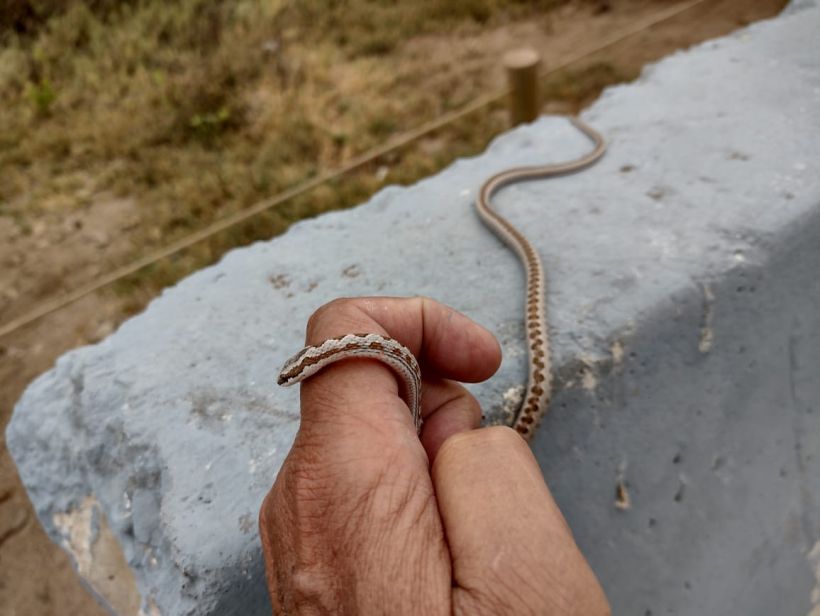 Arica: Liberan a Culebra Elegante de Cola Larga en el Humedal del Río Lluta
