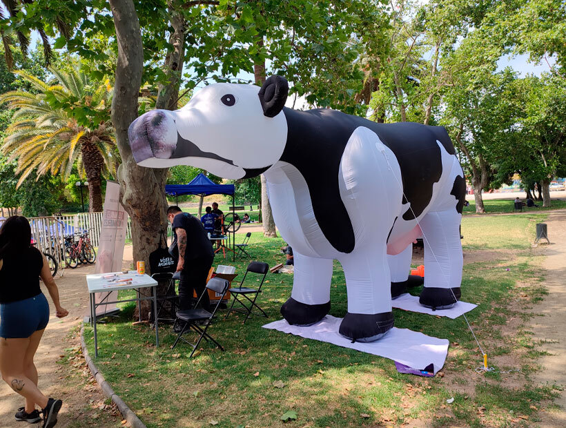 Vaca gigante de la campaña #NoSonMuebles llega a Quilpué este sábado