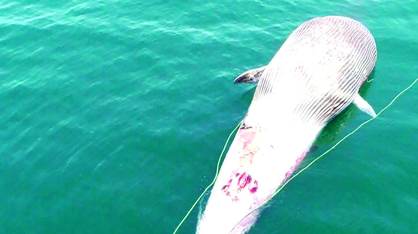 Joven ballena azul muerta en Mejillones: Falleció ahogada y atrapada en ...