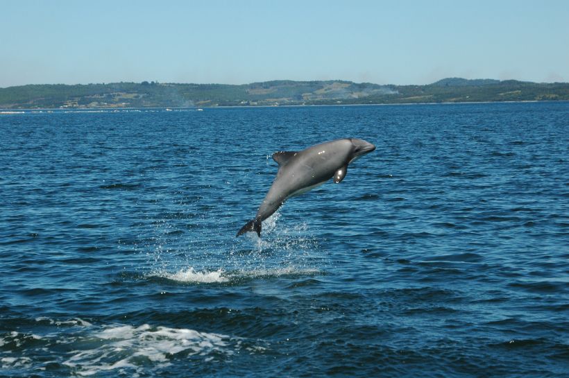 Los Ríos: Delfín chileno será el protagonista de una serie de cuentos ...