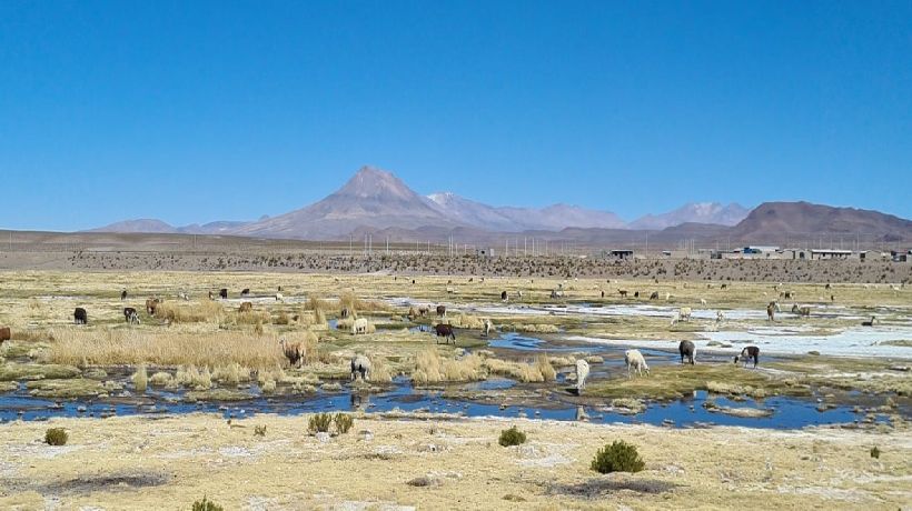 Comuna de Colchane avanzó este sábado a fase de preparación
