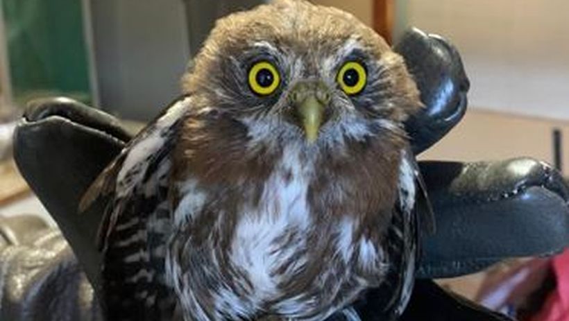 Liberan ejemplar de chuncho encontrado en dependencias de Tenencia de ...