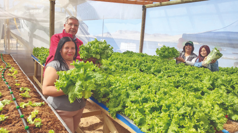 Región de Antofagasta: Inauguran centro hidropónico a orillas del mar ...