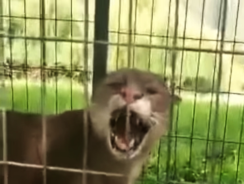 Atrapan a puma en sector Loncotoro de la comuna de Llanquihue