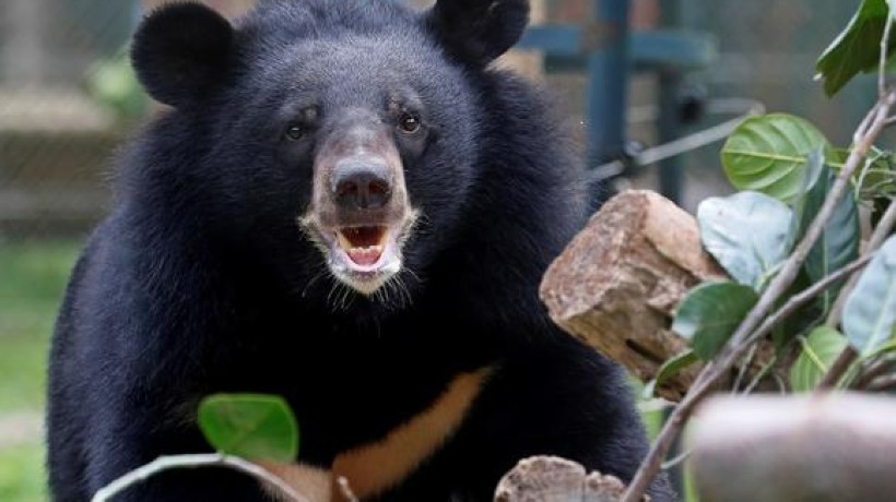 Oso negro de zoológico de Florida escapó, hirió a un cuidador y murió