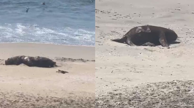 [VIDEO] Hallan a cuatro lobos marinos muertos en Playa Amarilla de ...