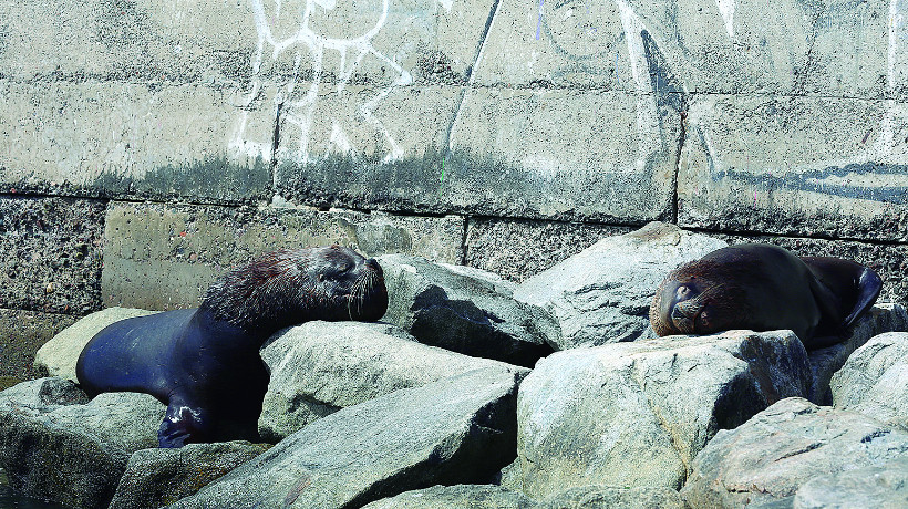 Región de Antofagasta contabiliza 112 lobos marinos muertos y 89 aves ...