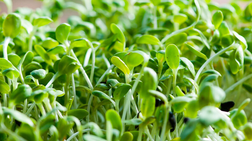 Nueva variedad de alfalfa resistente a la sequía innovará la ...