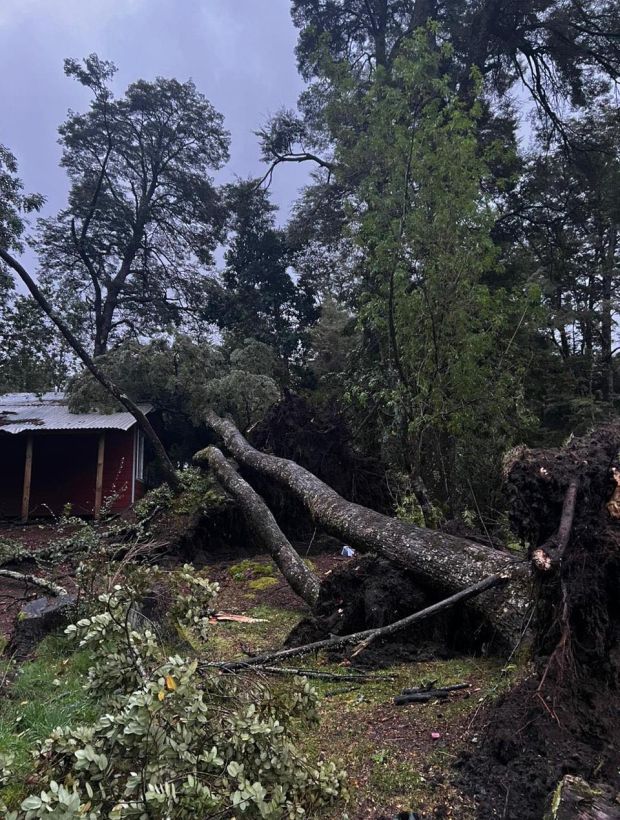 [FOTOS] Árbol caído dañó casa en Parque Vicente Pérez Rosales