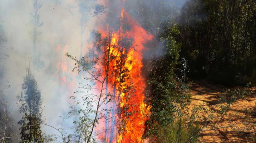 SISS instruye medidas preventivas para la temporada de incendios forestales en La Araucanía